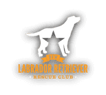 Available Dogs | DFW Labrador Retriever
